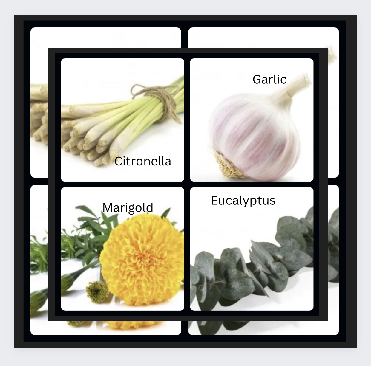 God made Insects even No see ums – Joyful-Echoes